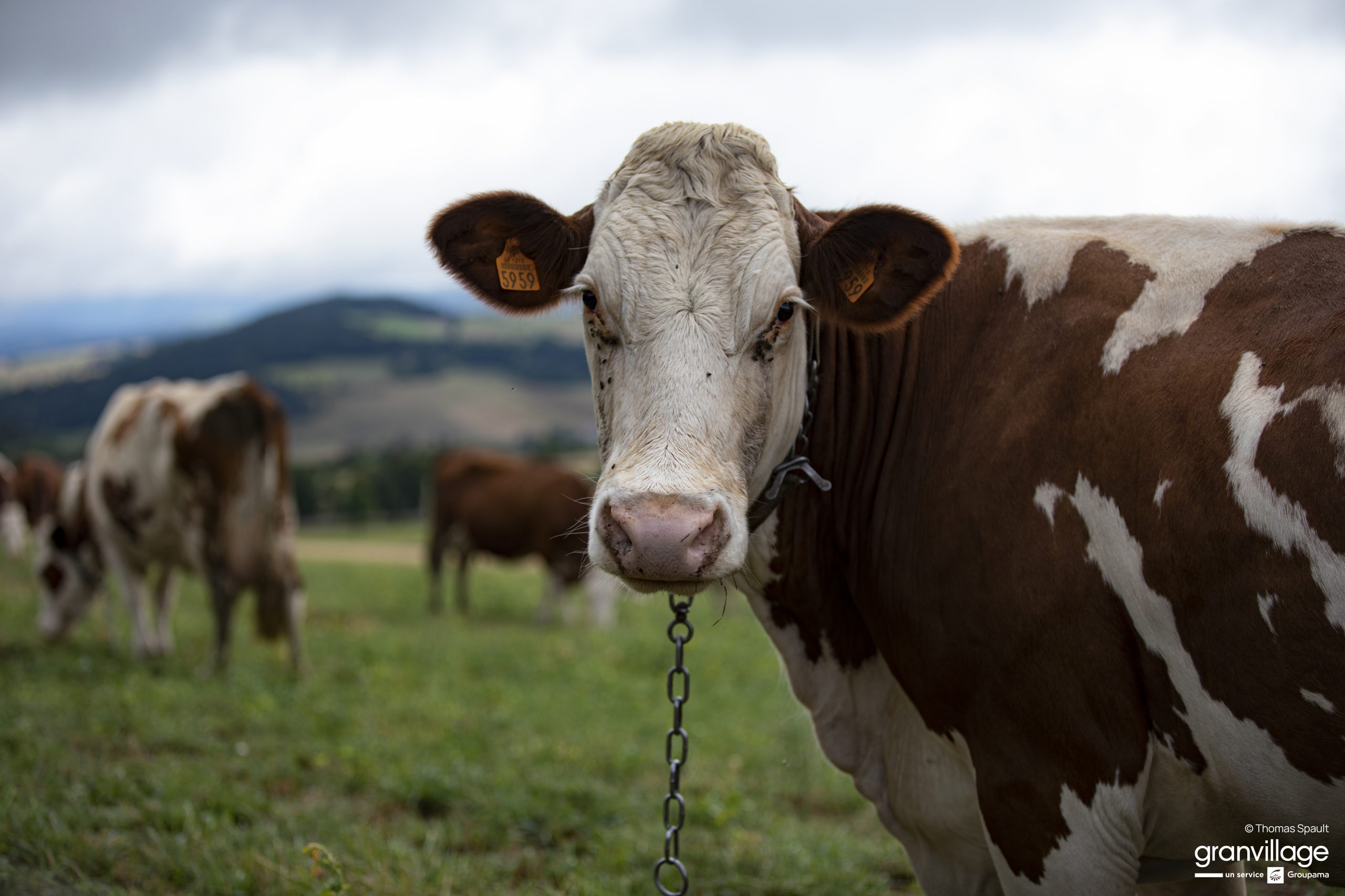 Les races de vache – Tout savoir sur les races bovines en France – Blog ...
